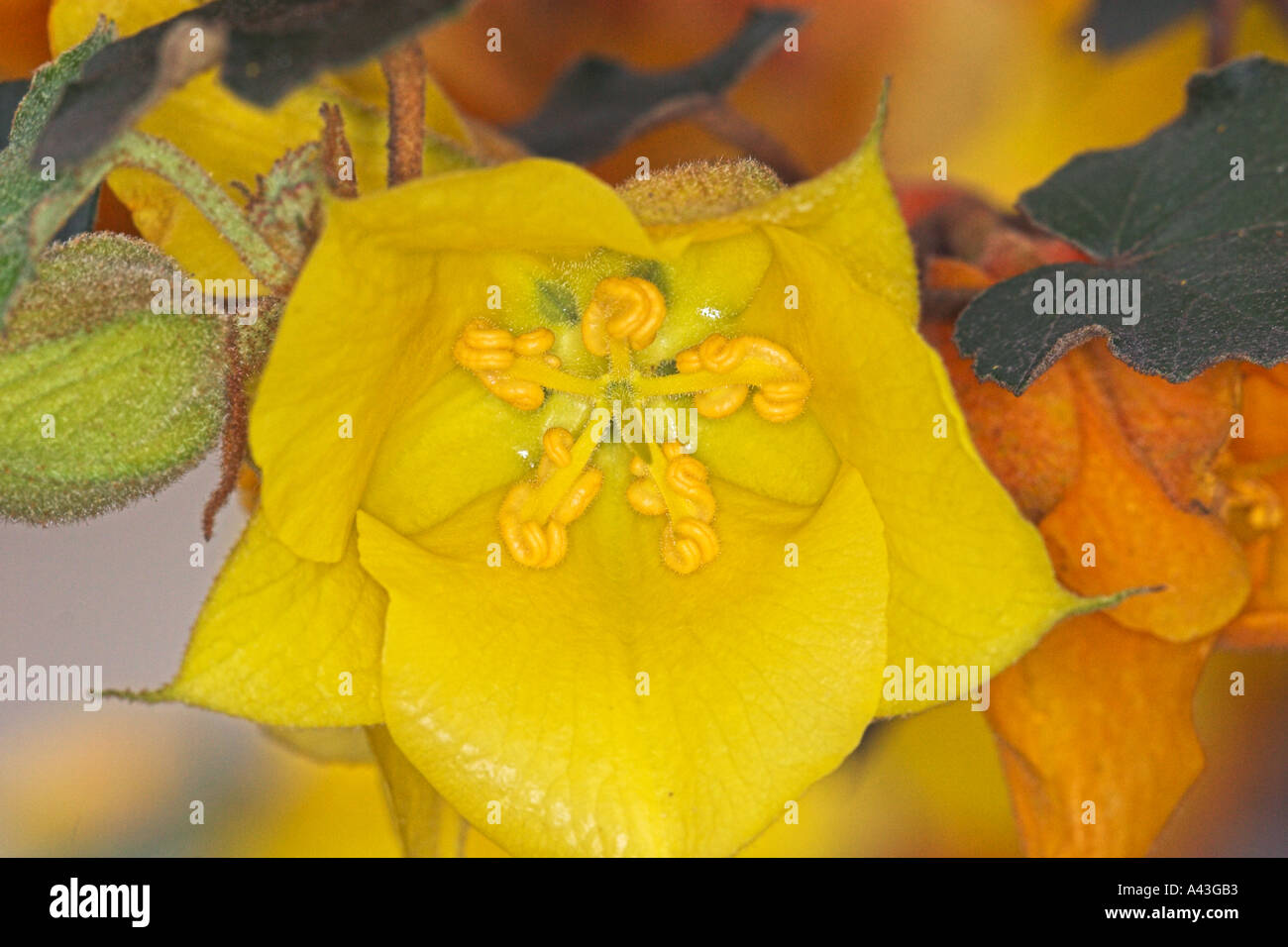 Yellow California Flannel Bush Flower Stock Photo - Alamy