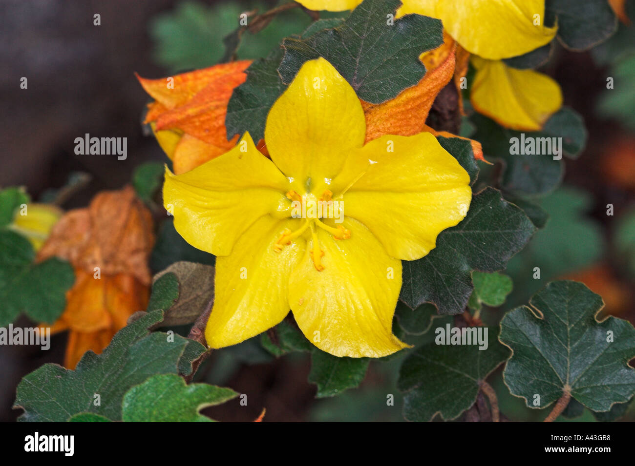 Yellow California Flannel Bush Flower Stock Photo - Alamy