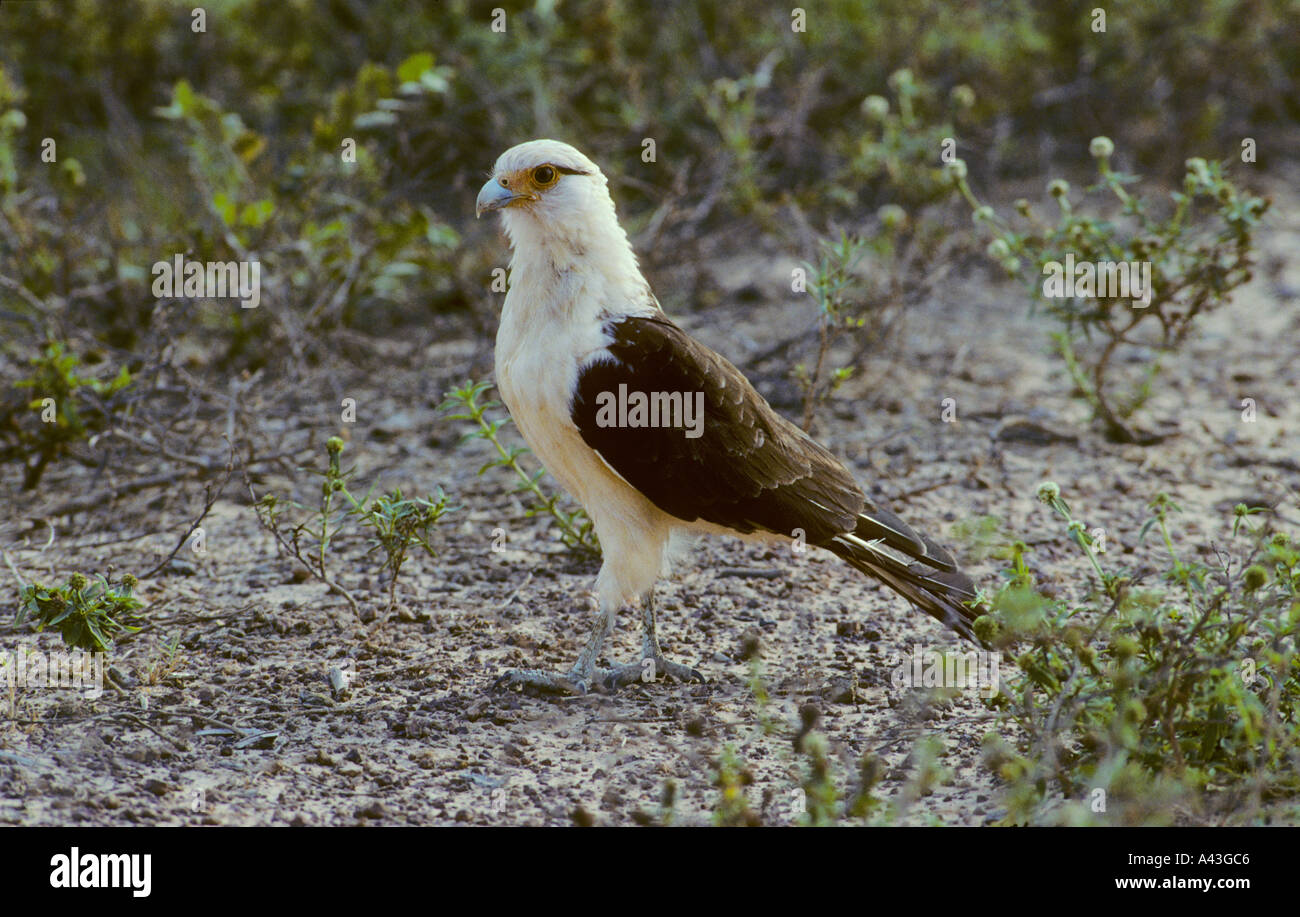Yellow headed Caracara Milvago chimachima Stock Photo - Alamy