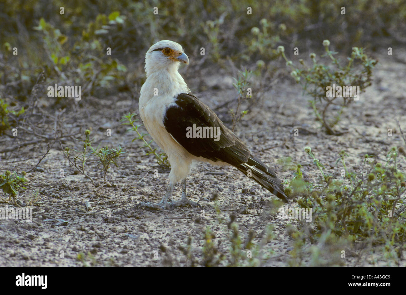 Yellow headed Caracara Milvago chimachima Stock Photo - Alamy