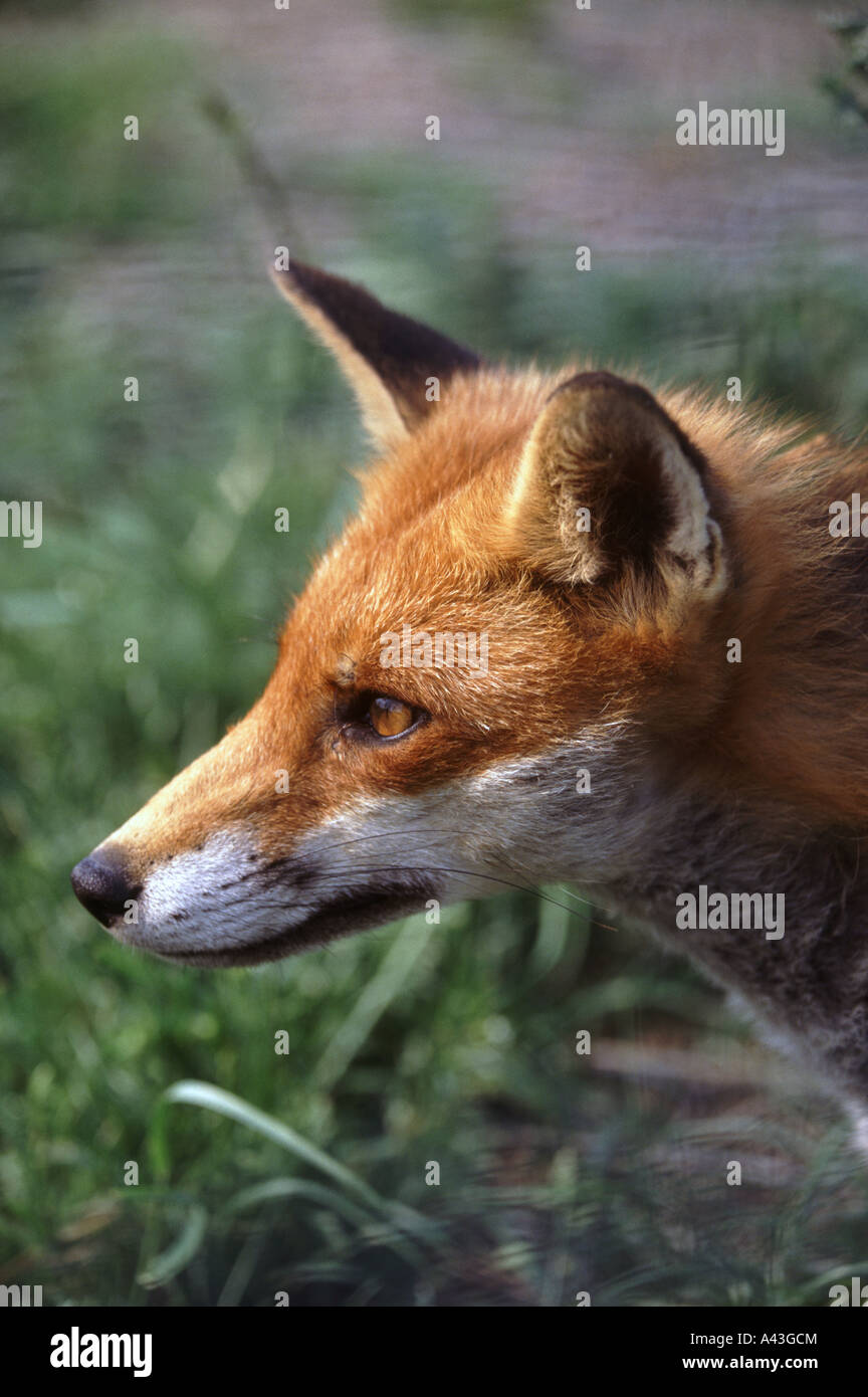 fox vulpes vulpes worcestershire england uk Stock Photo - Alamy