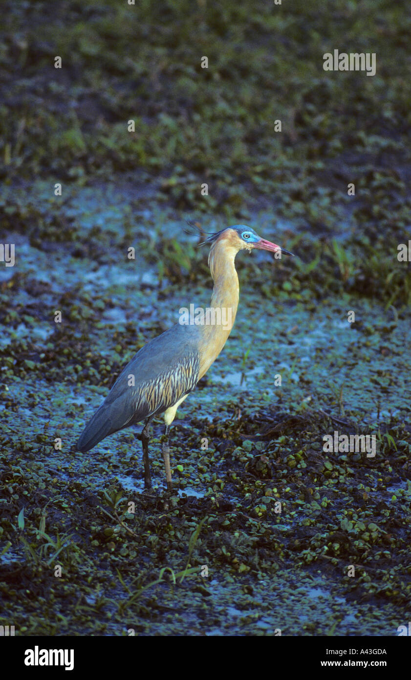 Whistling Heron Syrigma sibilatrix Stock Photo - Alamy