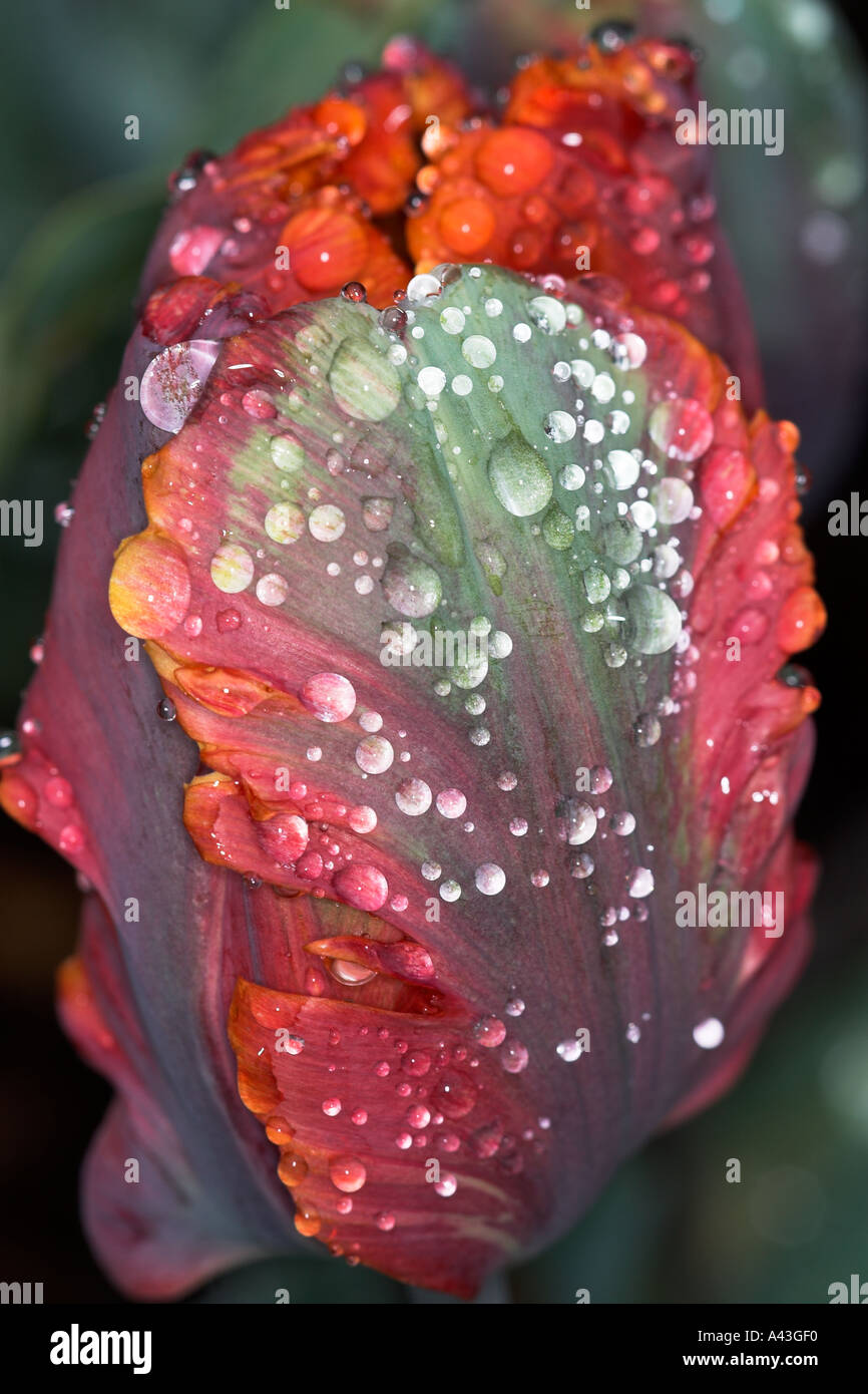 Multi Colored Tulip with Raindrops Stock Photo - Alamy