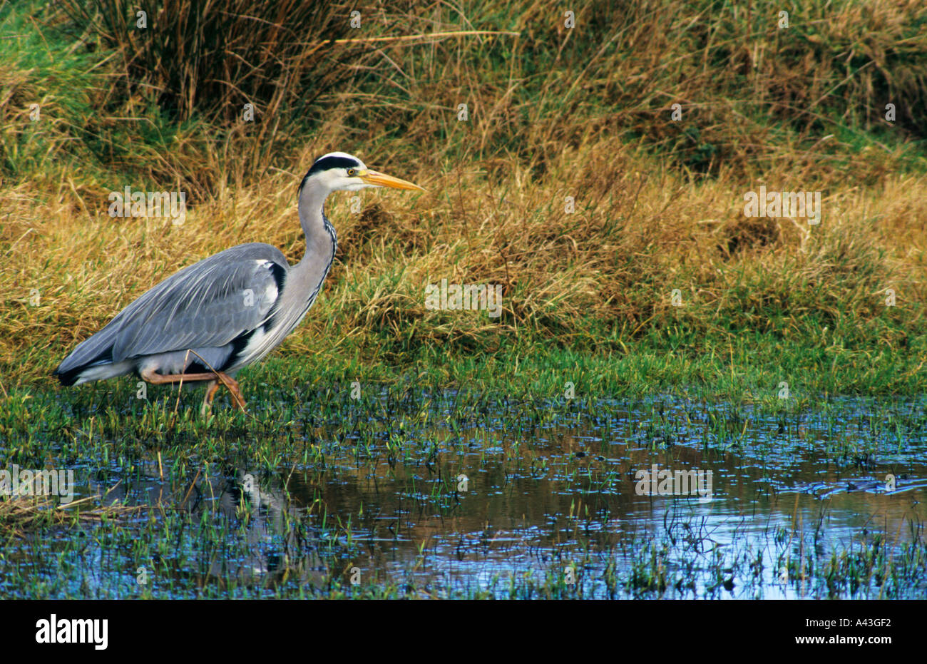 Grey herons hunting scotland hi-res stock photography and images - Alamy