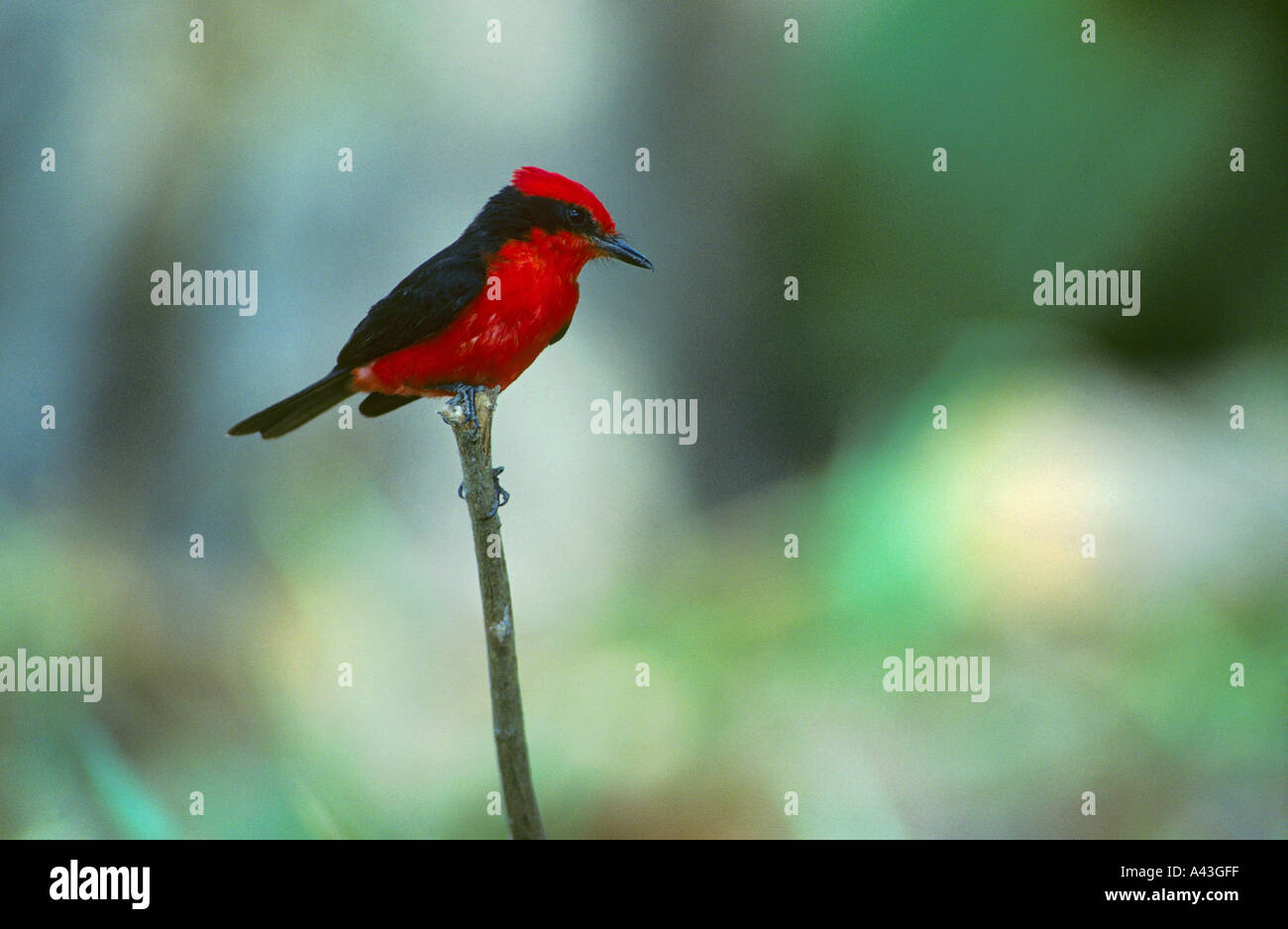 Vermillion Flycatcher male Pyrocephalus rubinus Stock Photo - Alamy