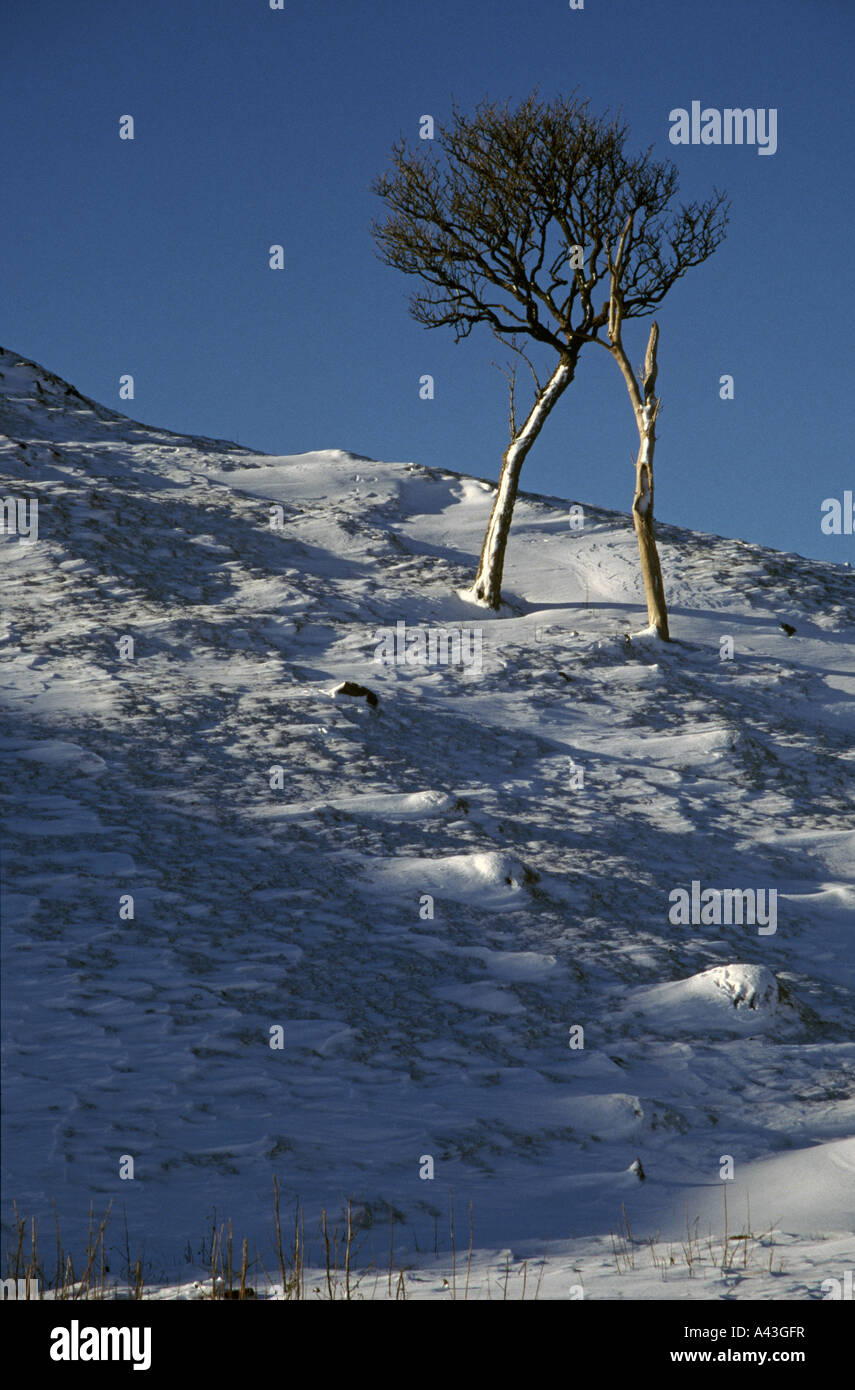 snowy fence with hawfrost bredon hill worcestershire england uk Stock ...