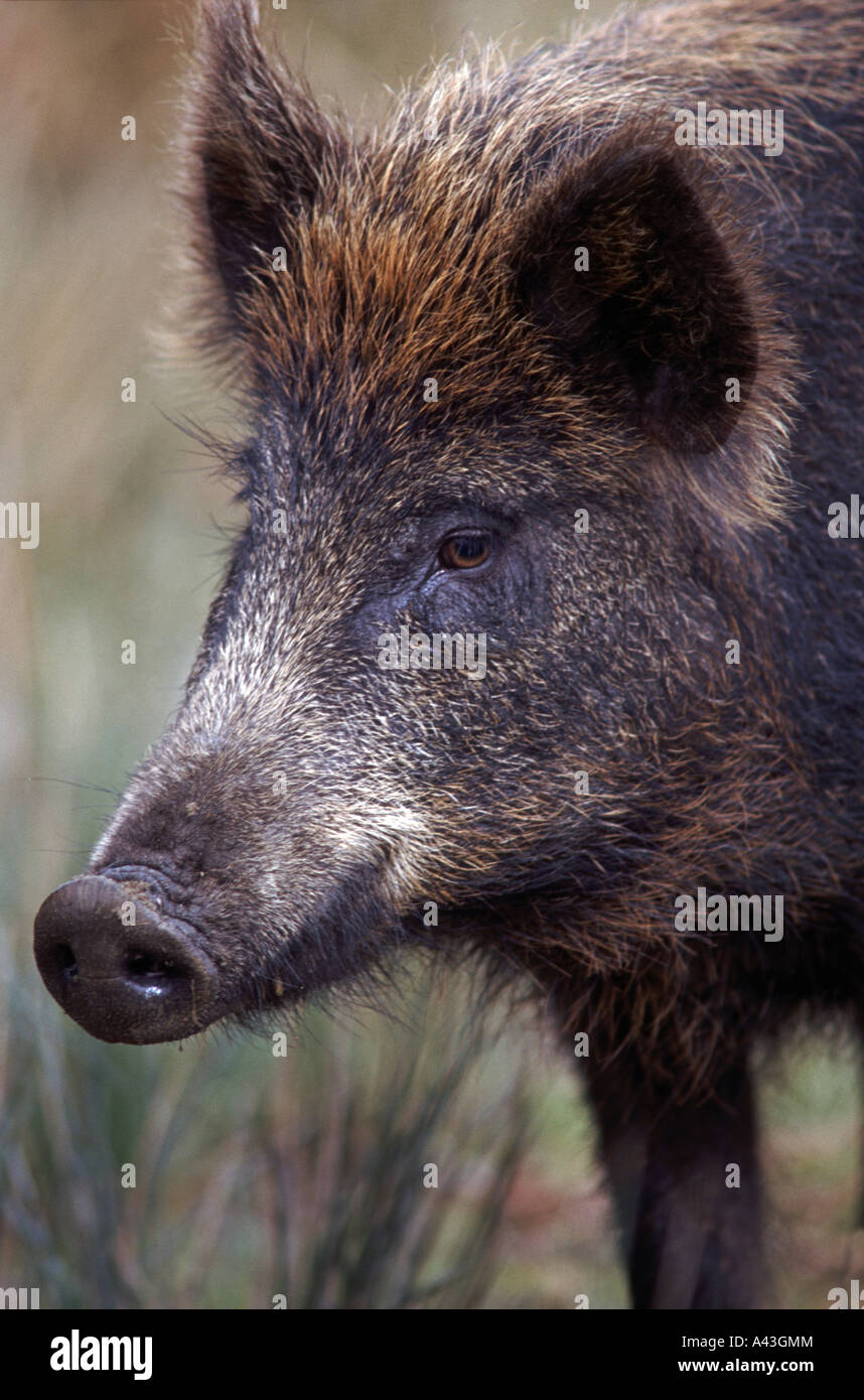 close up of wild boar sus scrofa scotland uk Stock Photo - Alamy