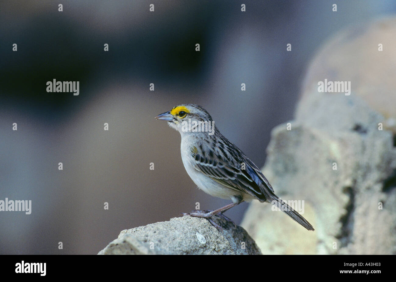 Yellow browed sparrow hi-res stock photography and images - Alamy