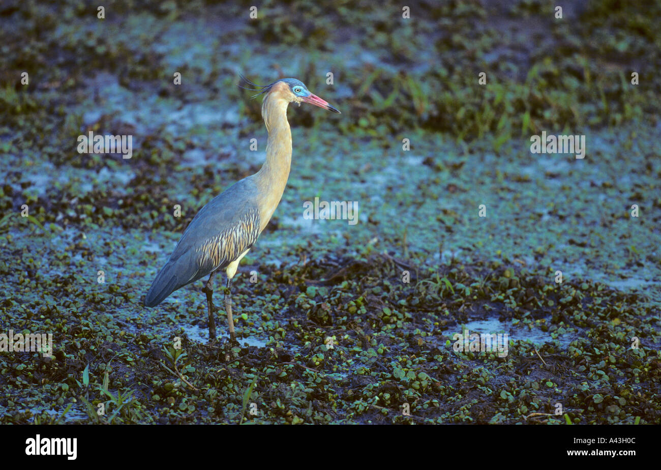 Syrigma sibilatrix hi-res stock photography and images - Alamy