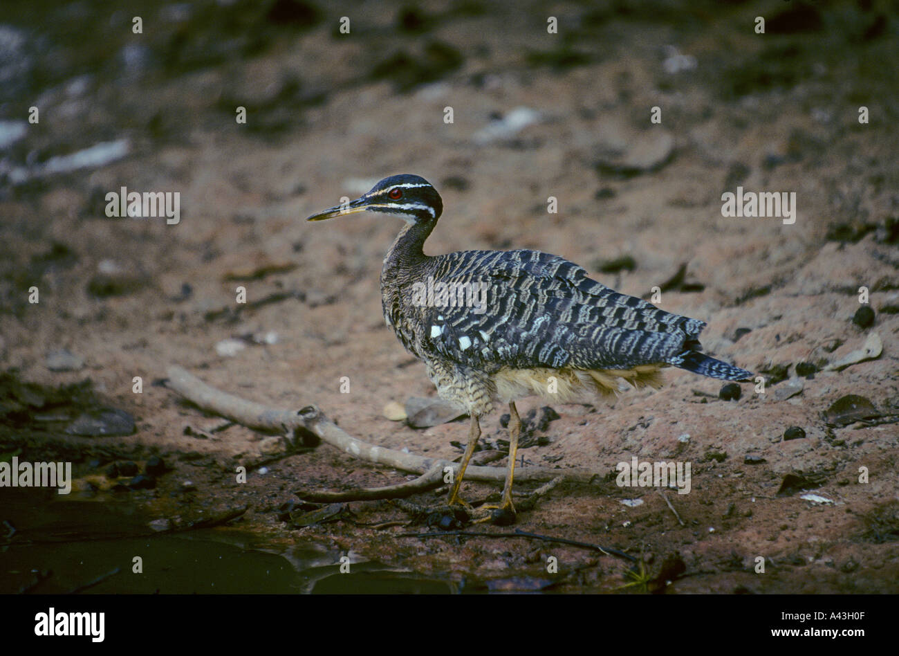 Sunbittern Eurypyga helias Stock Photo - Alamy