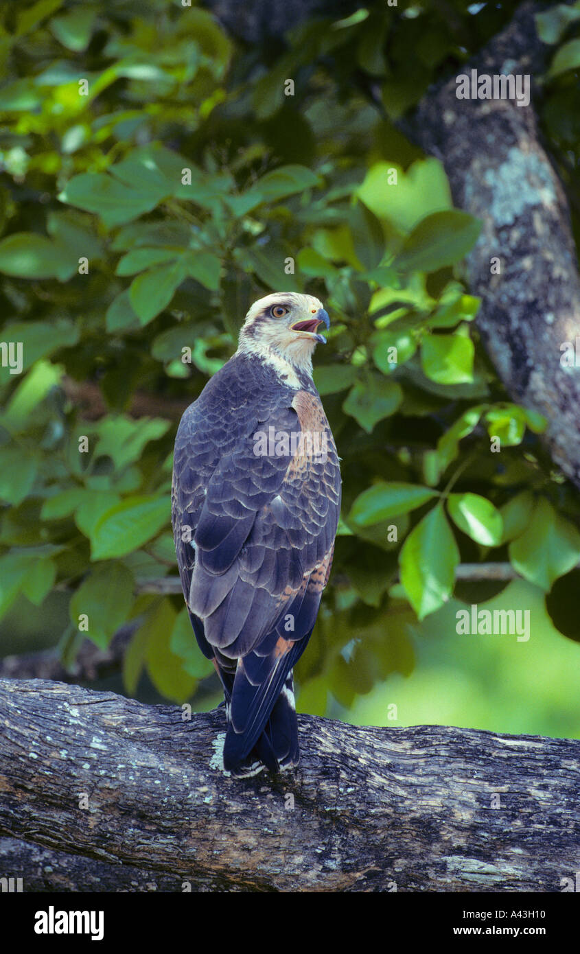 Savanna Hawk immature Buteogallus meridionalis Stock Photo - Alamy