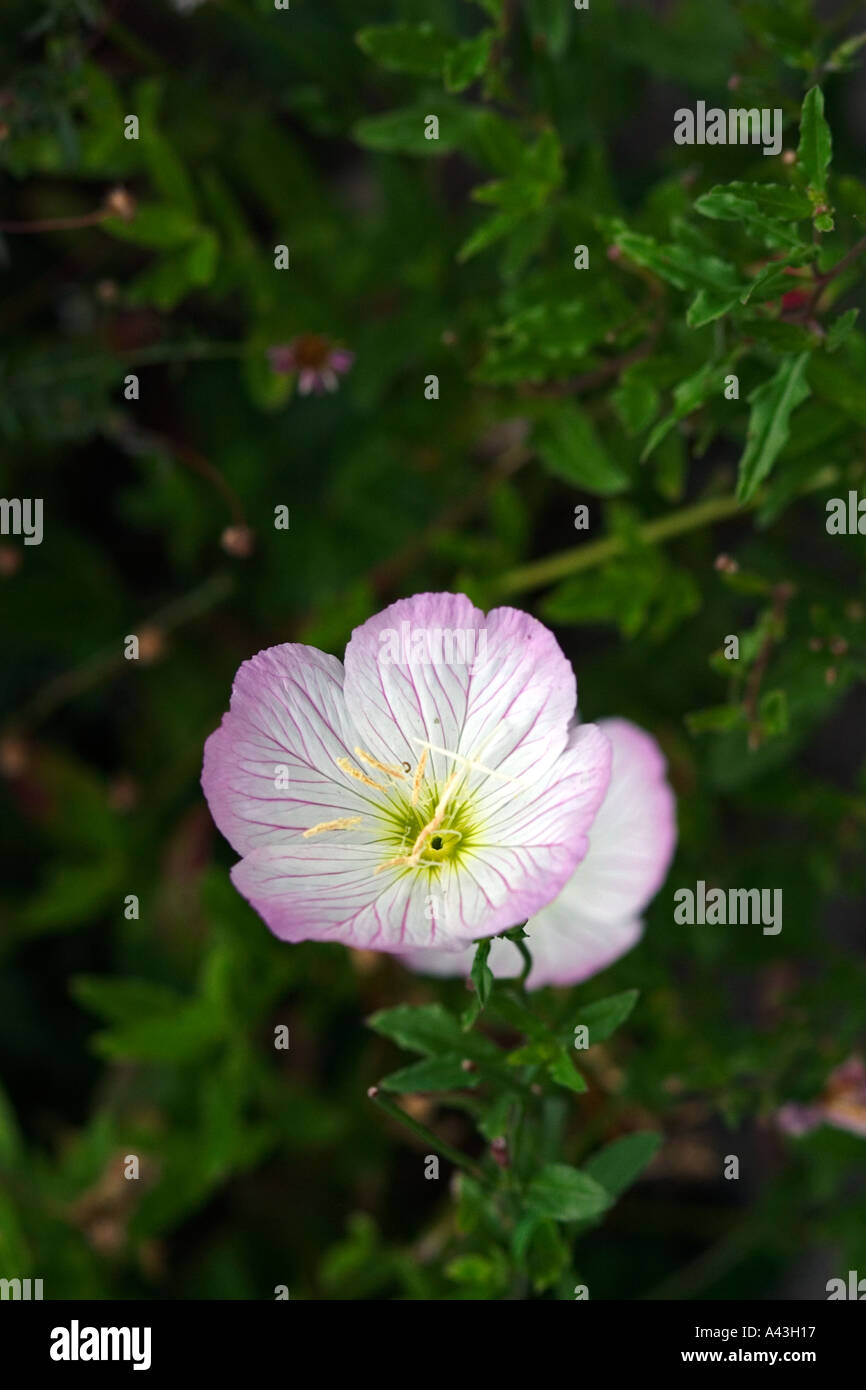 White and Pink Hardy Geranium Stock Photo - Alamy