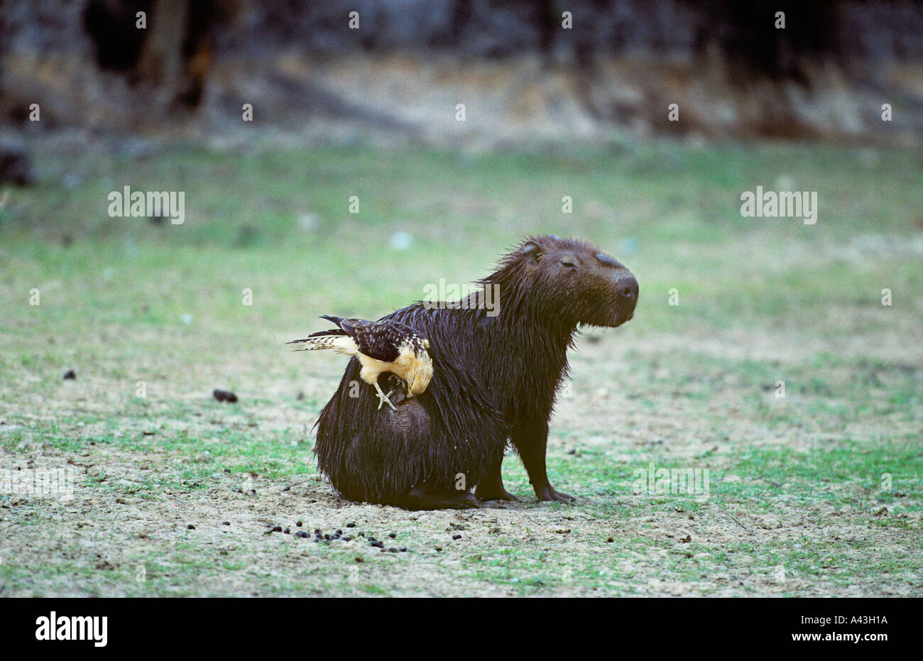 Capybara Hydrochaeris hydrochaeris being attacked by a Yellow headed ...
