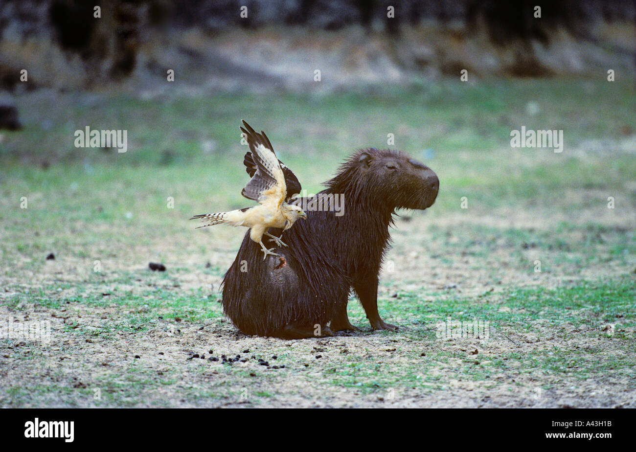 Capybara Attack