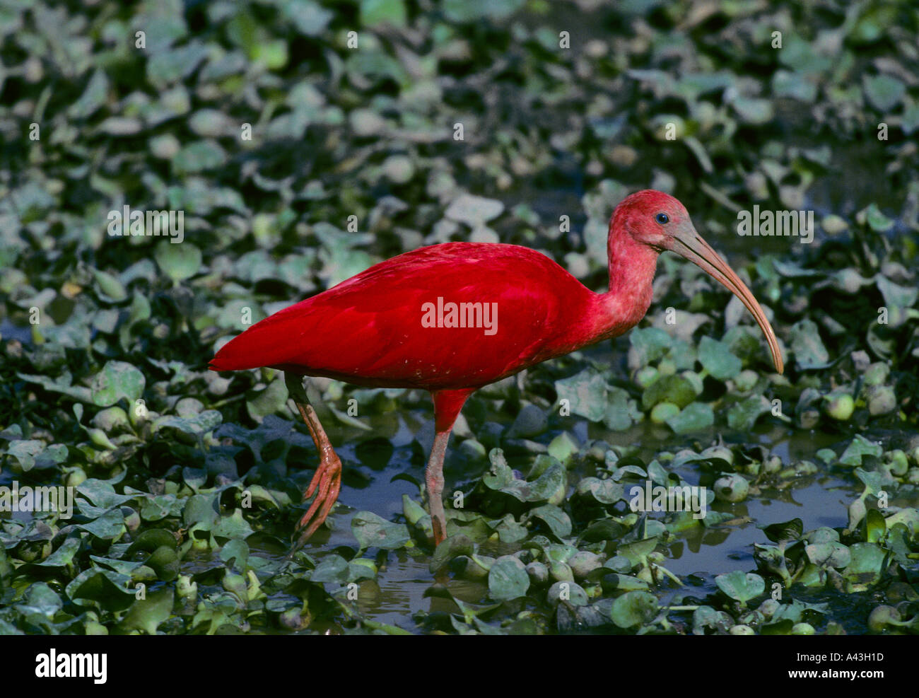 Scarlet Ibis Eudocimus ruber Stock Photo - Alamy