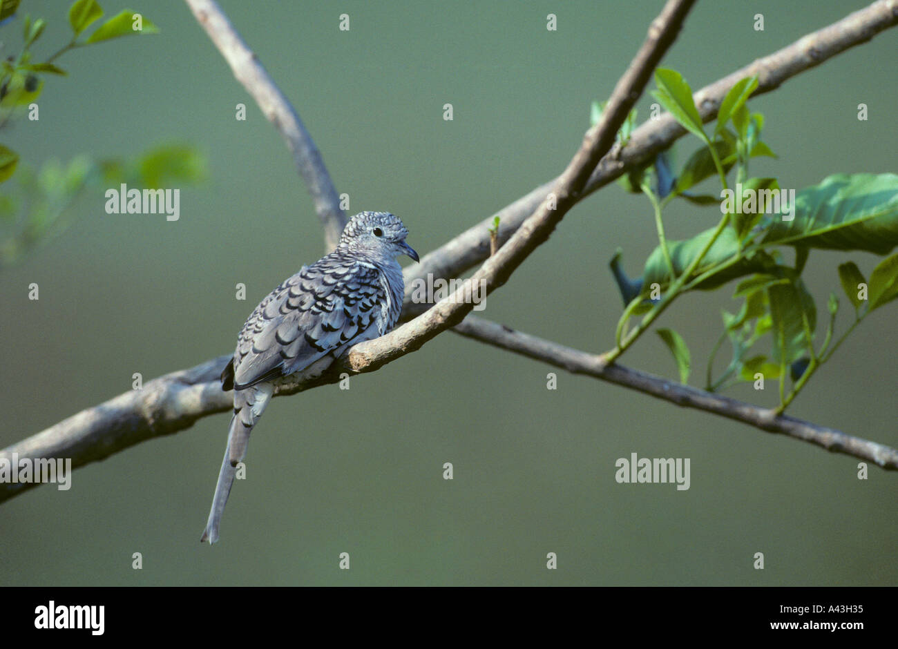 Scaled Dove Columbina squammata Stock Photo - Alamy