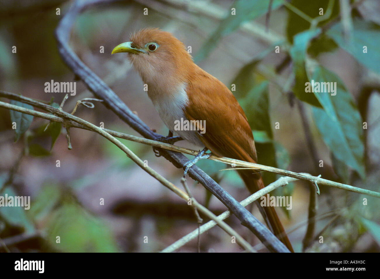 Squirrel Cuckoo Piaya cayana Stock Photo - Alamy