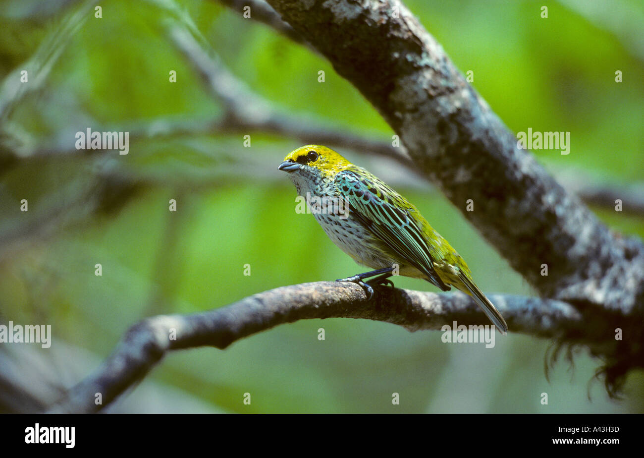 Tangara guttata hi-res stock photography and images - Alamy