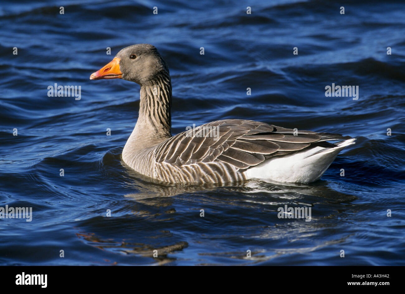 Greylag Goose Anser anser swimming Stock Photo - Alamy