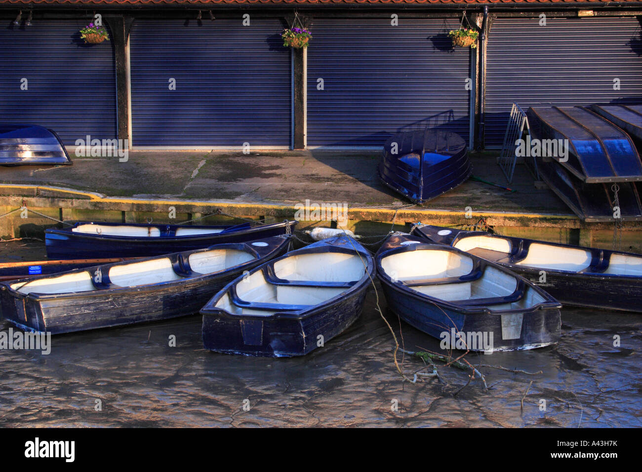 Rowing boats in Cambridge, England Stock Photo - Alamy