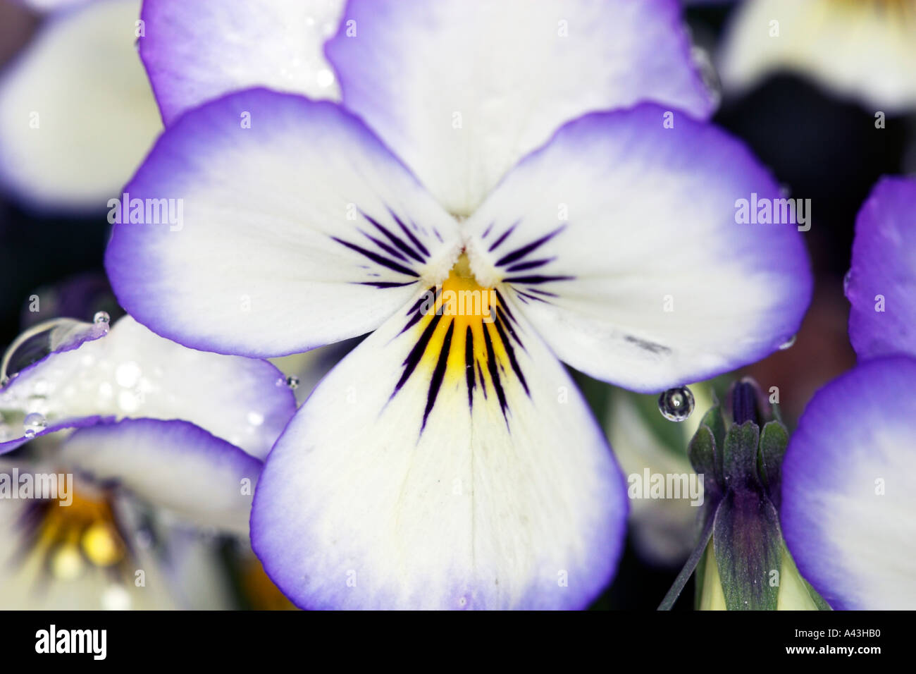 Purple and yellow viola hi-res stock photography and images - Alamy