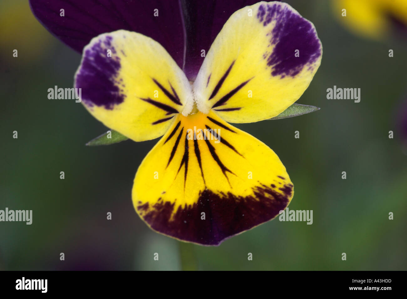 Yellow and Purple Johnny Jump Ups Flower Stock Photo - Alamy