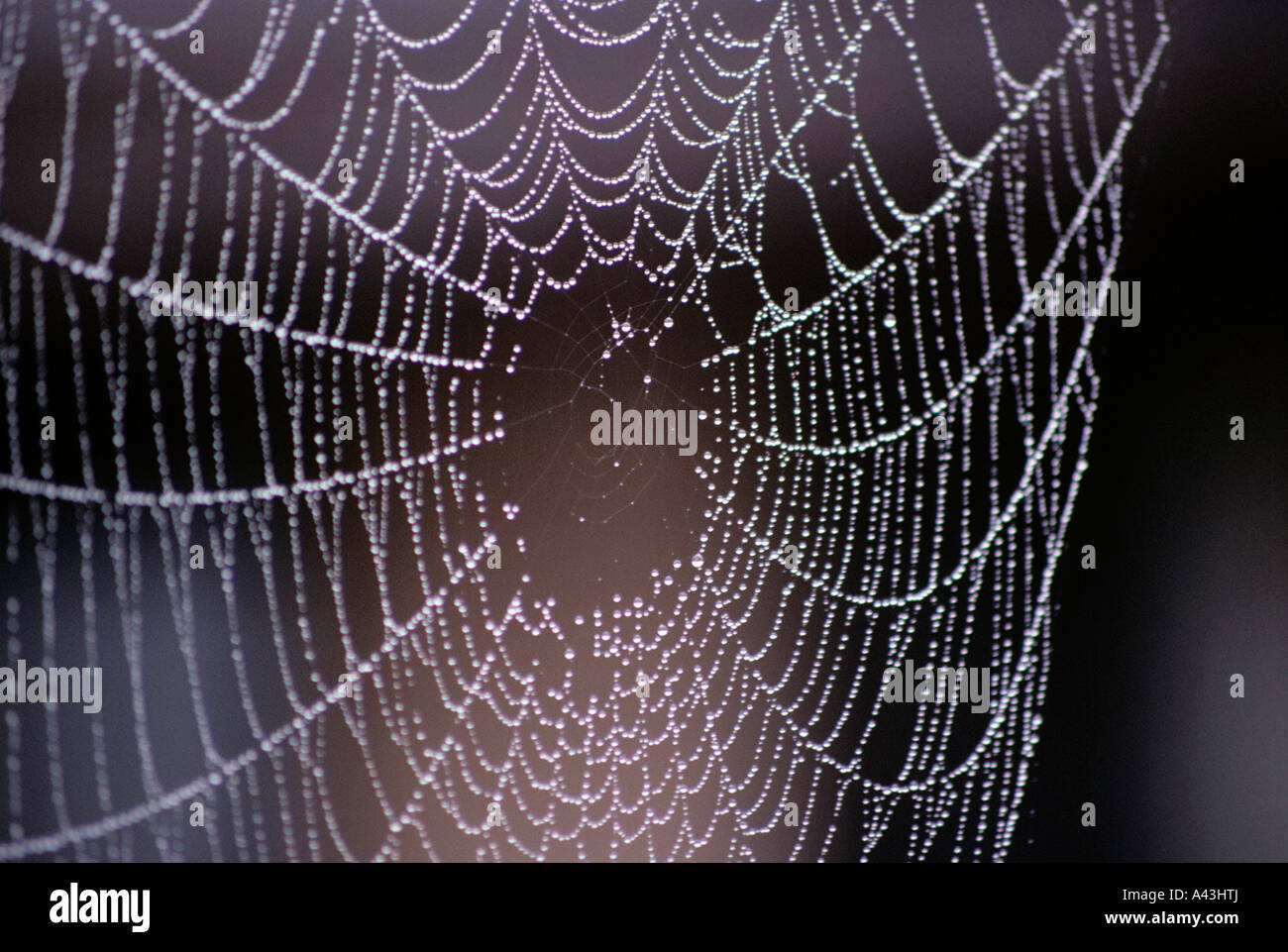 Web environment ecology fragile hi-res stock photography and images - Alamy