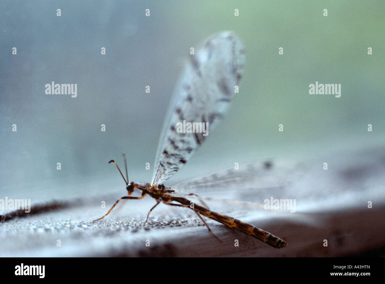 Giant lacewing hi-res stock photography and images - Alamy