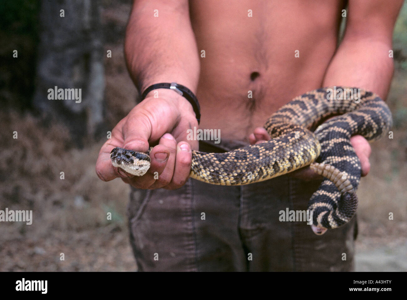 Boy holding a rattlesnake Stock Photo - Alamy