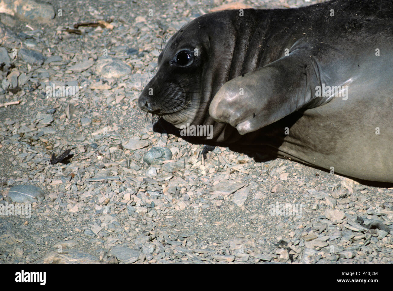Female Elephant Seal Stock Photo - Alamy