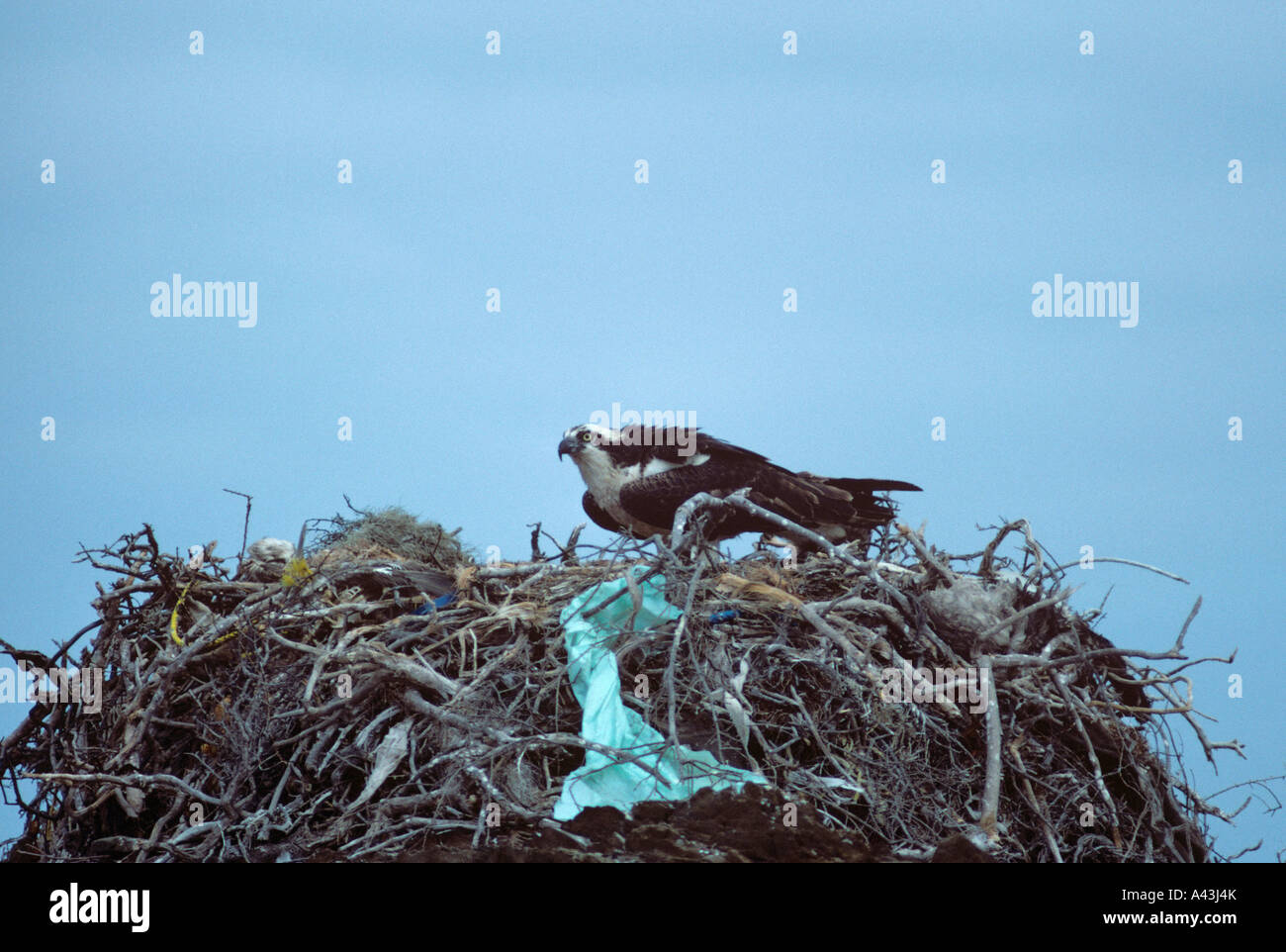 Osprey on nest. Baja California, Mexico Stock Photo - Alamy