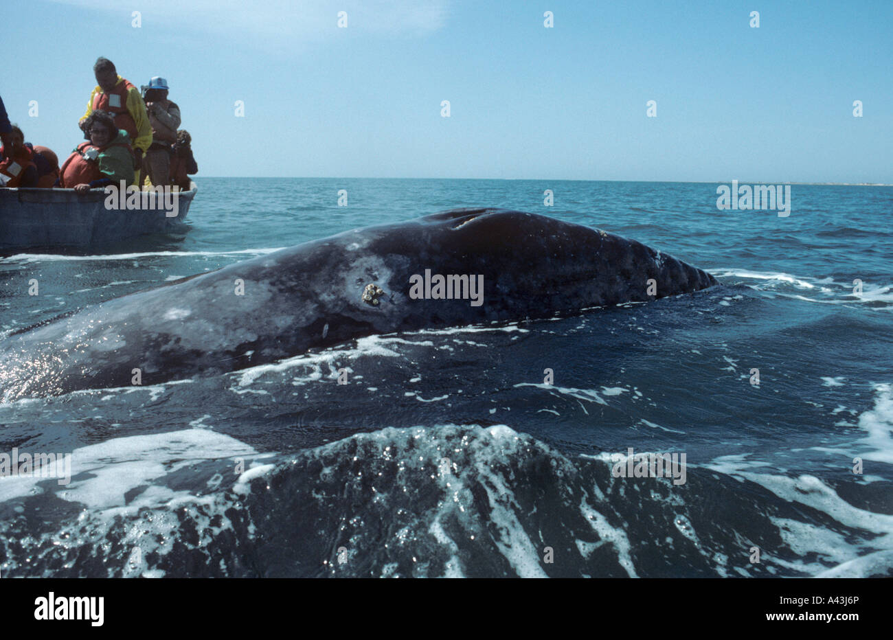 Friendly gray whale hi-res stock photography and images - Alamy