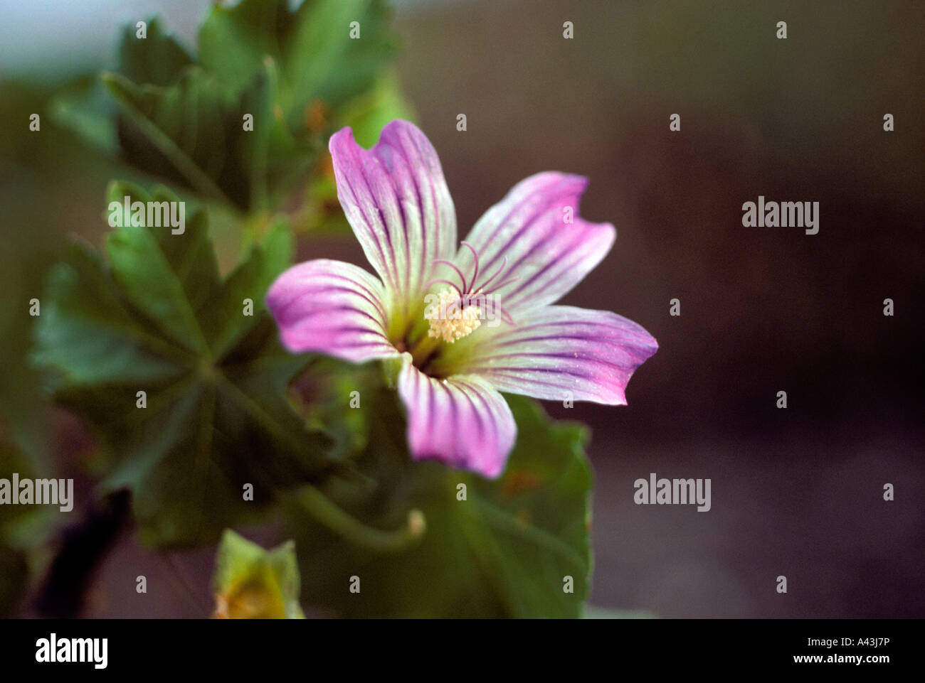 Island Mallow. San Benito Island. Baja California, Mexico Stock Photo ...