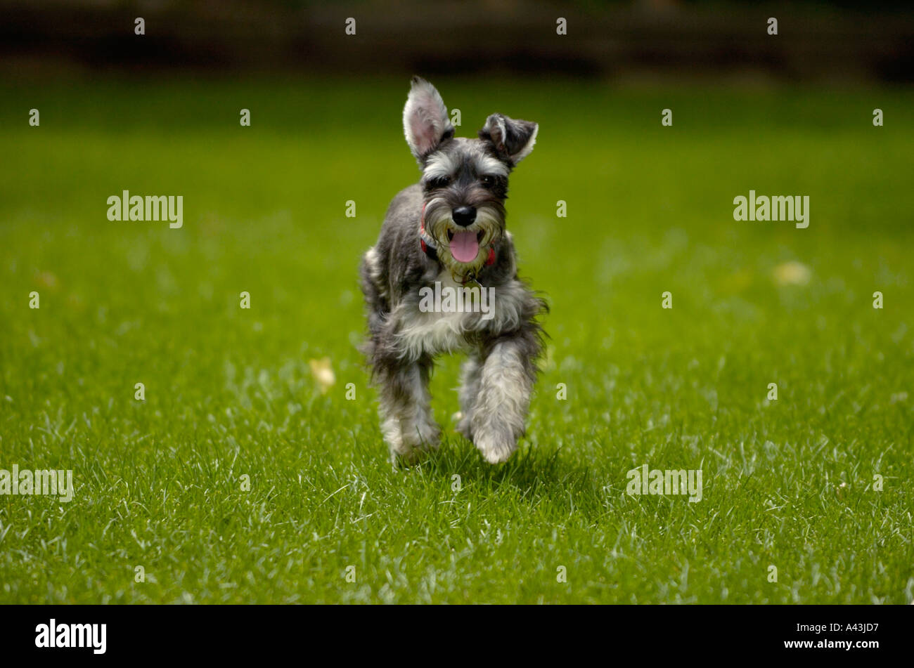 Miniature schnauzer dog running outside hi-res stock photography and ...