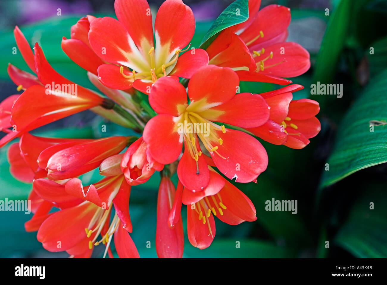 Vibrant clivia plant hi-res stock photography and images - Alamy