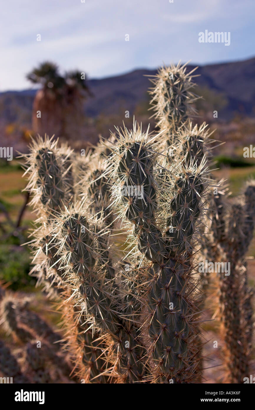 Low lying cactus hi-res stock photography and images - Alamy