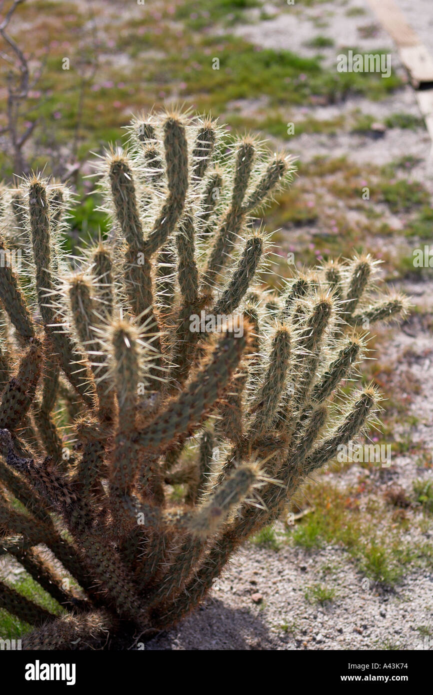 Low lying cactus hi-res stock photography and images - Alamy