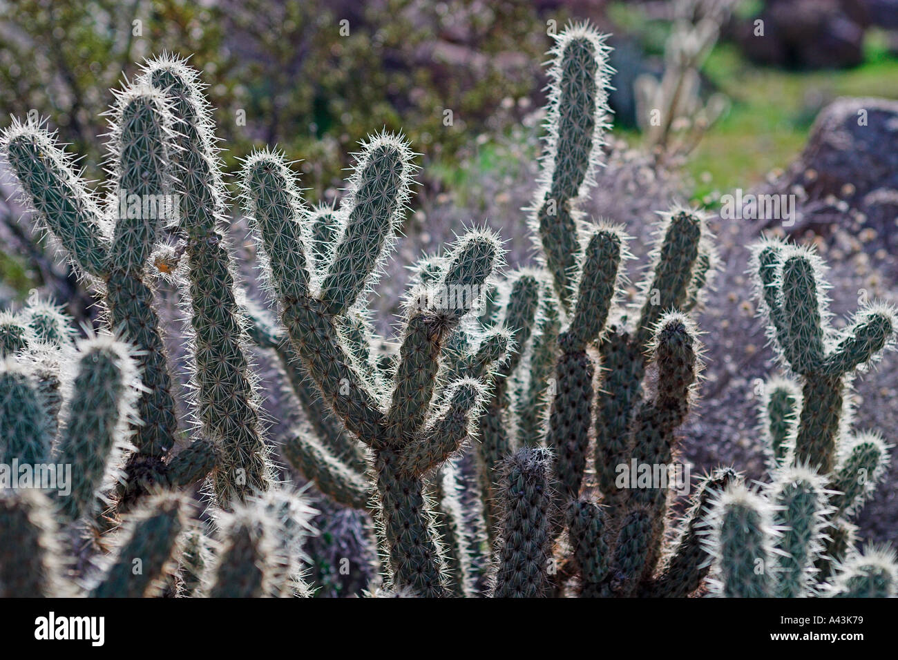 Low lying cactus hi-res stock photography and images - Alamy