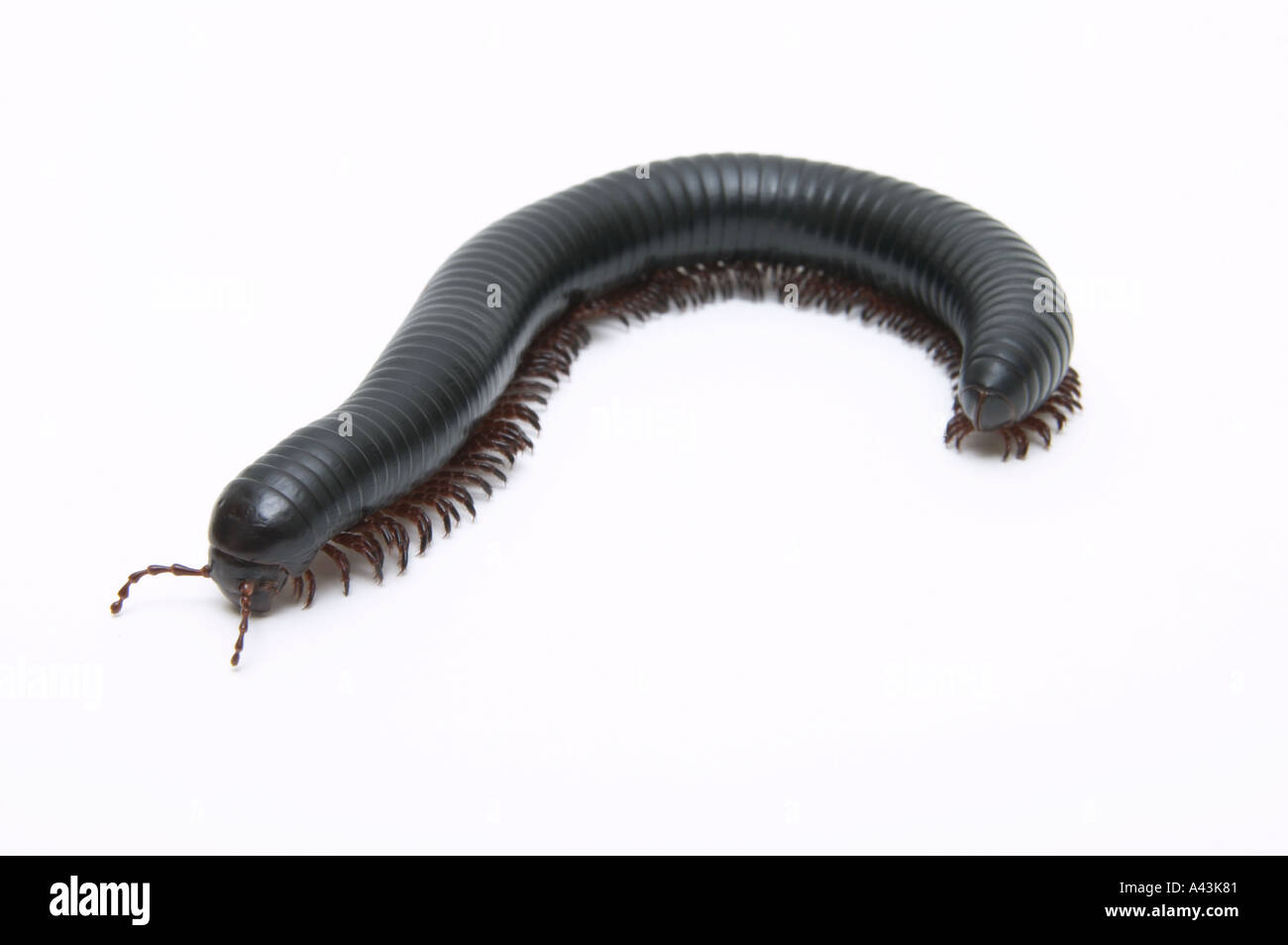 giant millipede on white background Stock Photo - Alamy