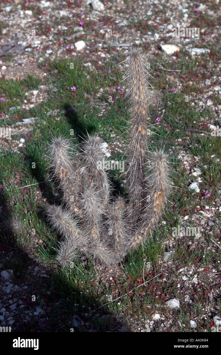 Low lying cactus hi-res stock photography and images - Alamy