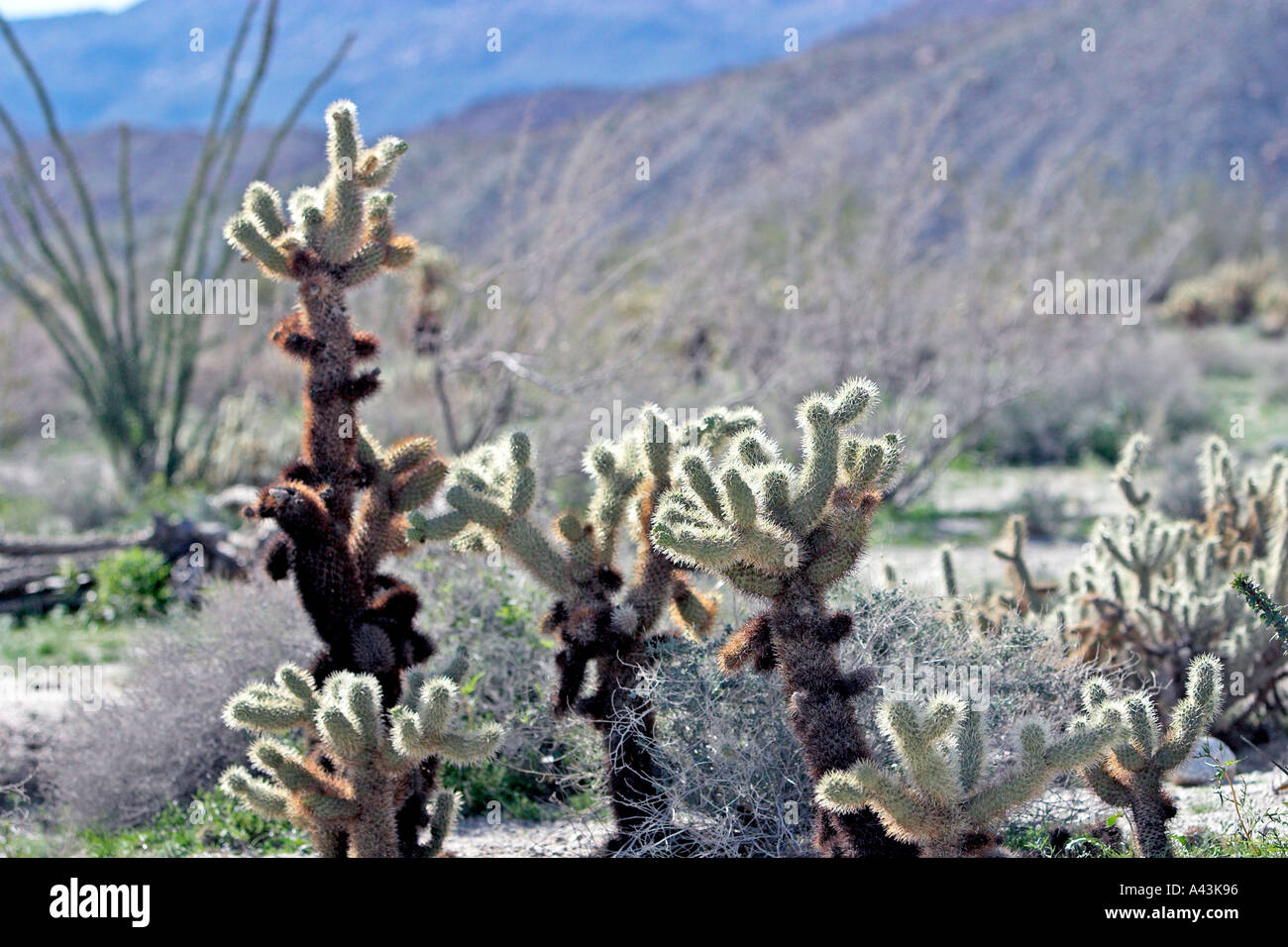 Low lying cactus hi-res stock photography and images - Alamy