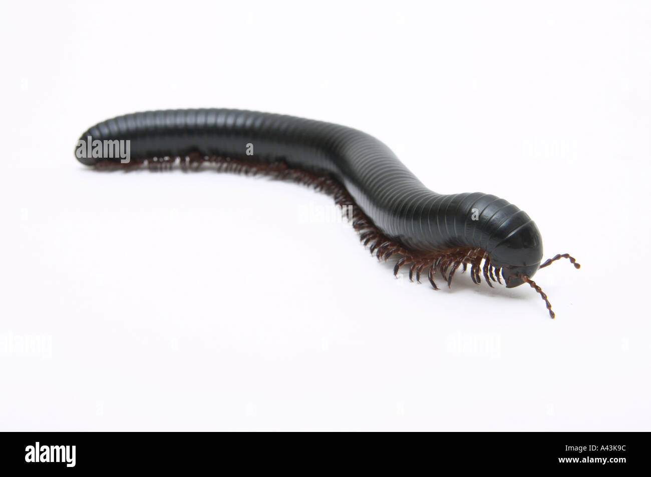 giant millipede on white background Stock Photo - Alamy