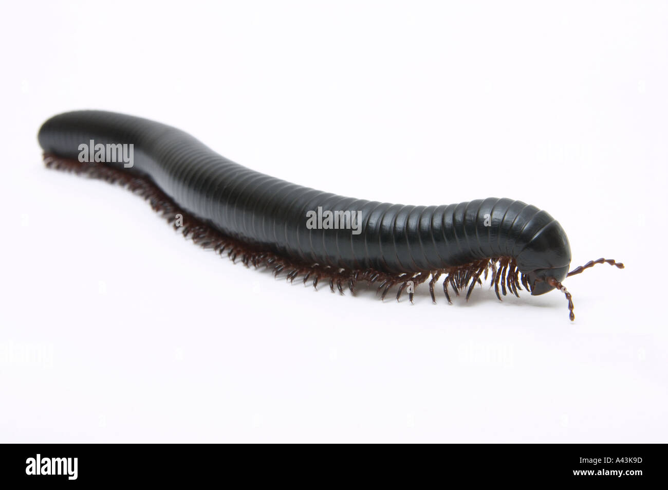 giant millipede on white background for cutout Stock Photo - Alamy
