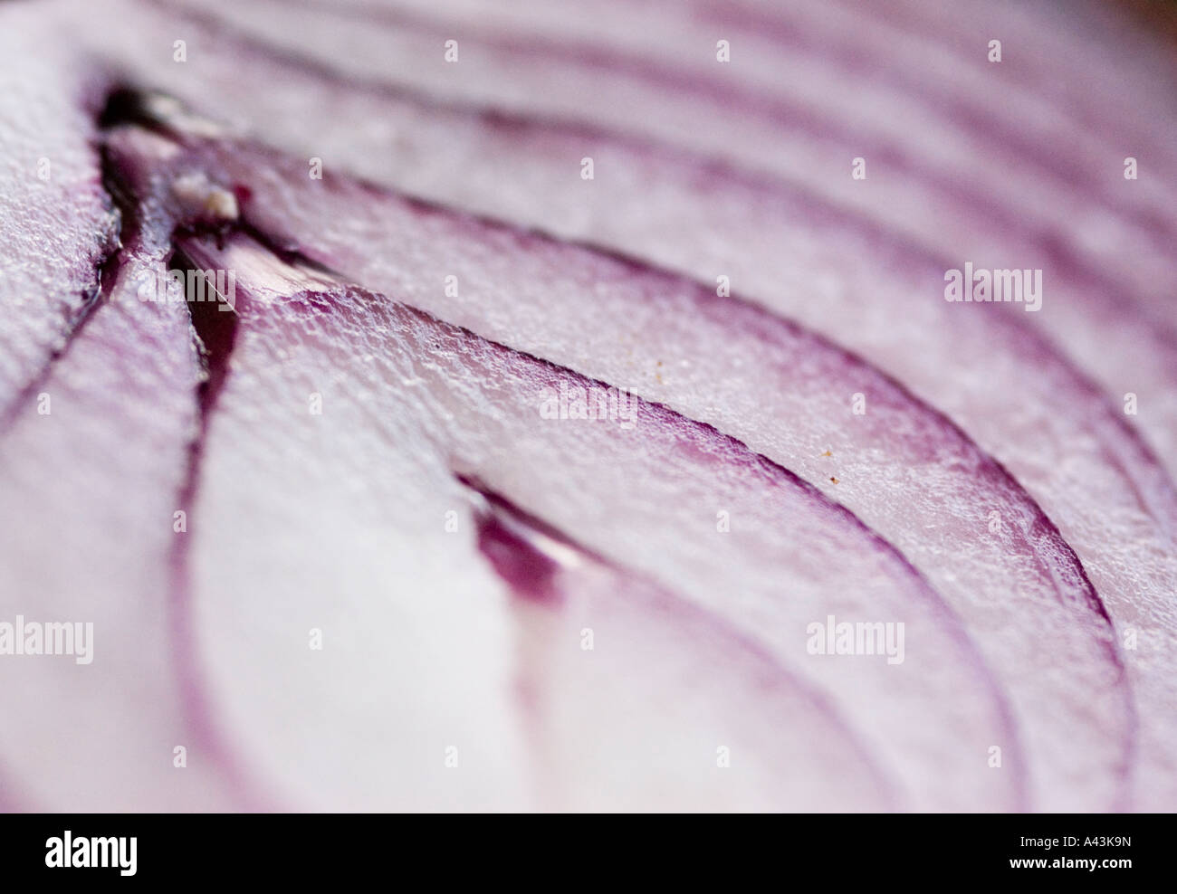 section of cut red onion Stock Photo - Alamy