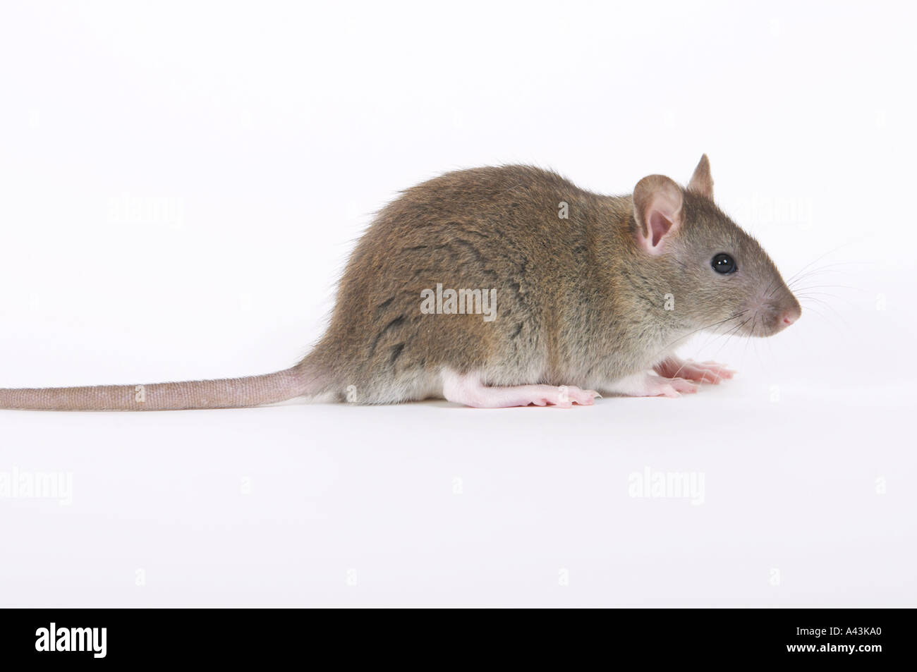 cute young rat on white background Stock Photo - Alamy