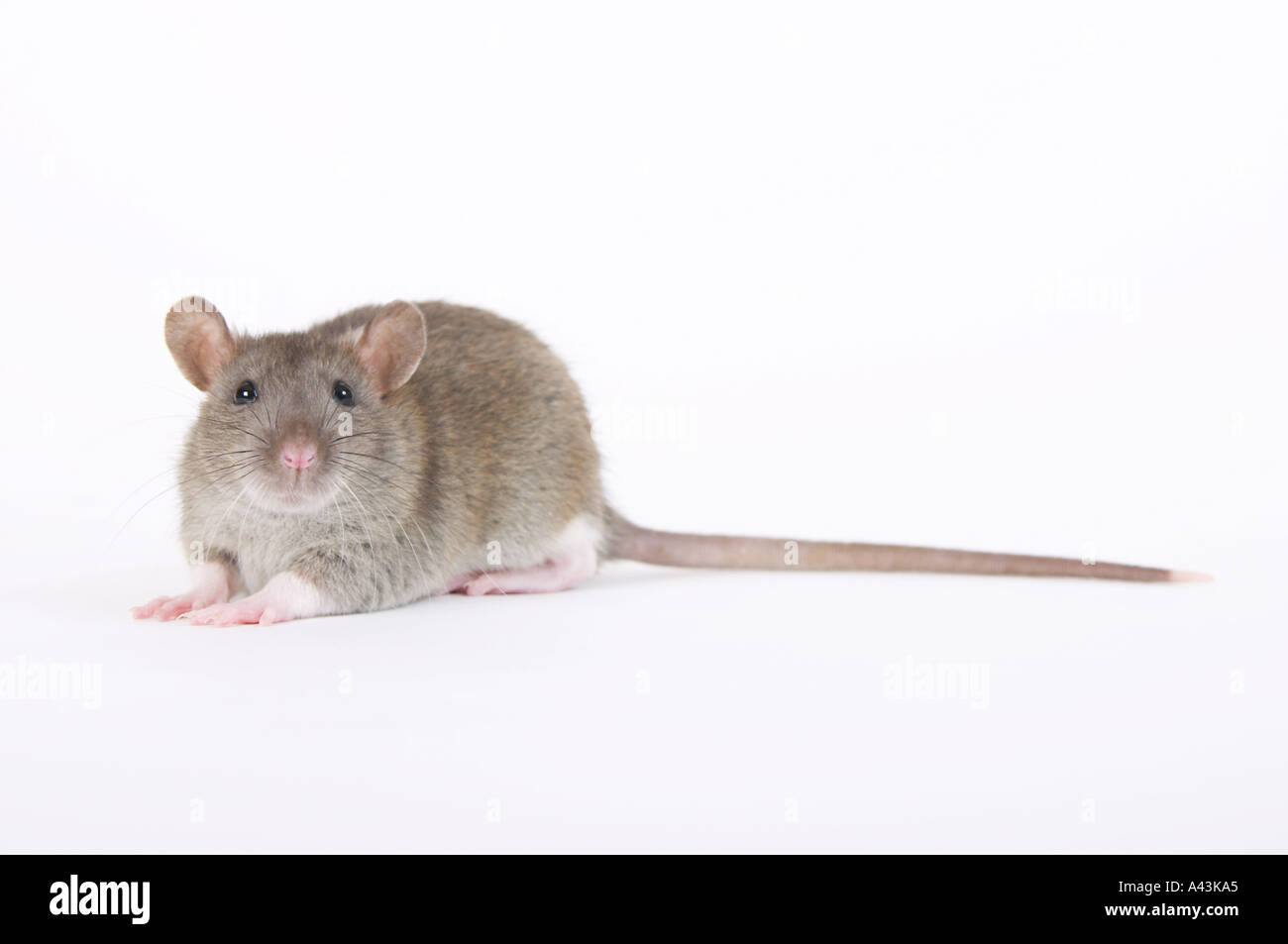 cute young rat on white background Stock Photo - Alamy