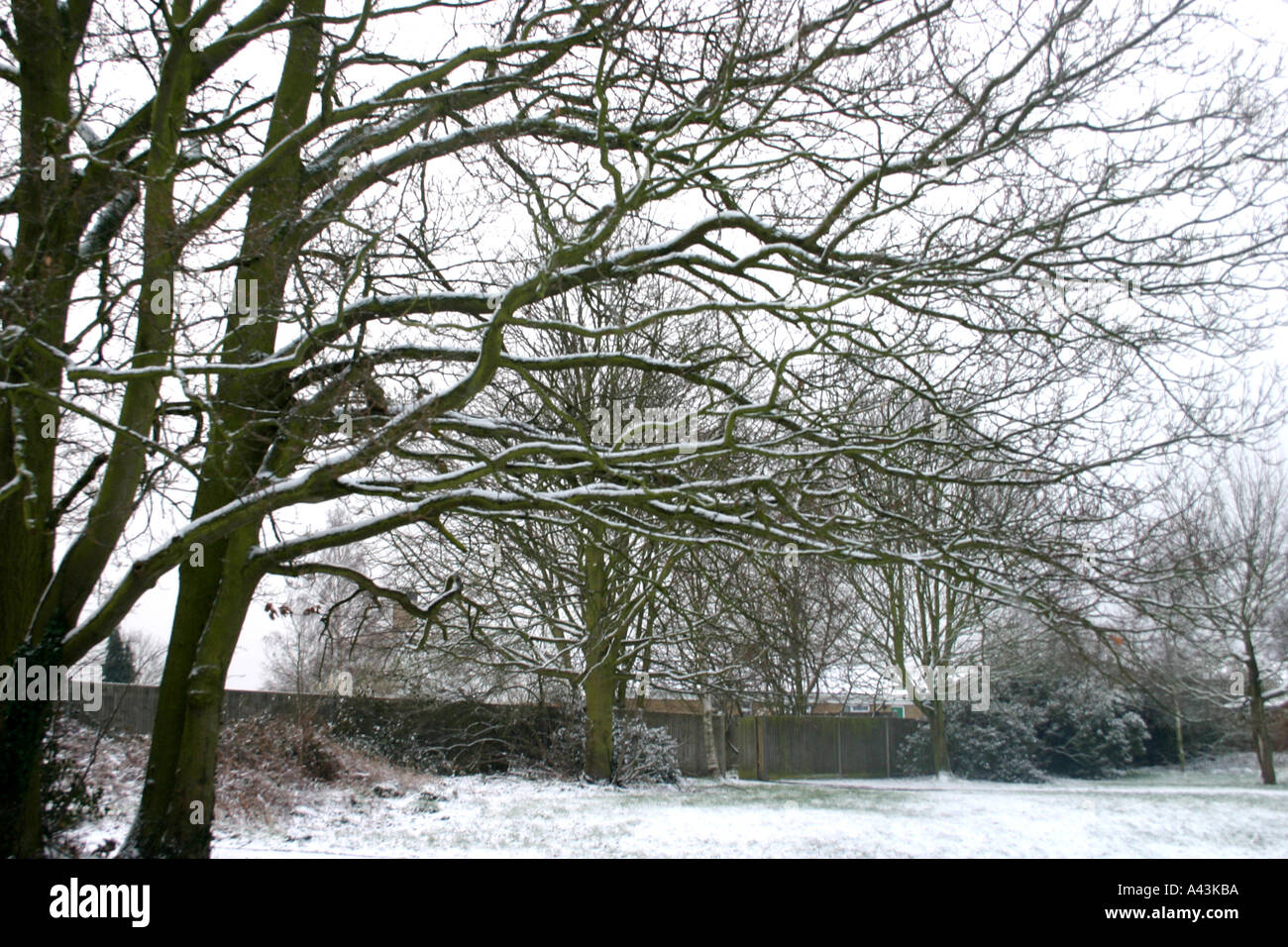 Snow landscape with trees in a park Berkshire UK Stock Photo - Alamy