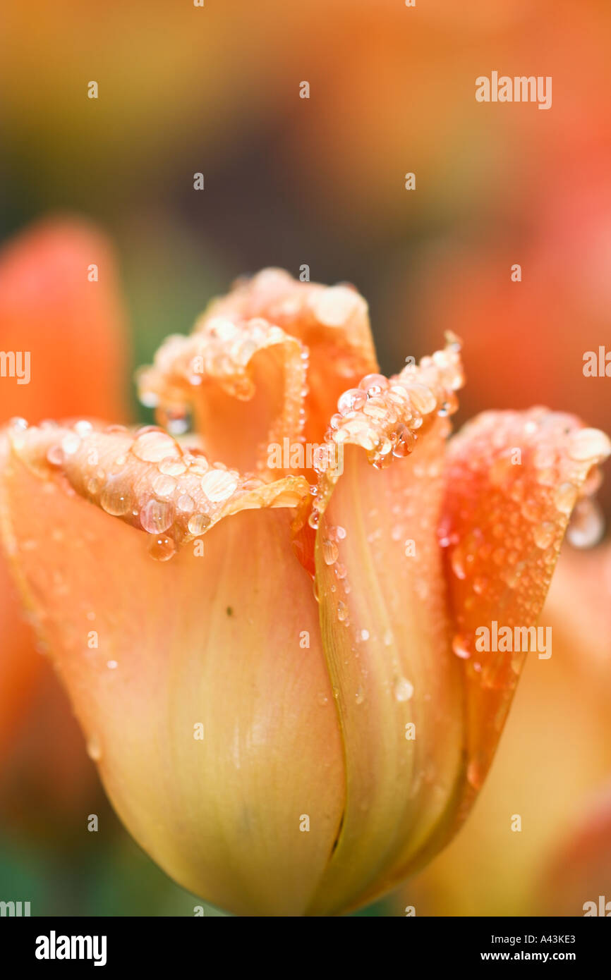 Orange Tulip with Raindrops Stock Photo - Alamy