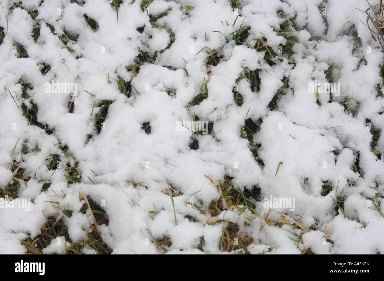 pattern of snow on grass Stock Photo - Alamy