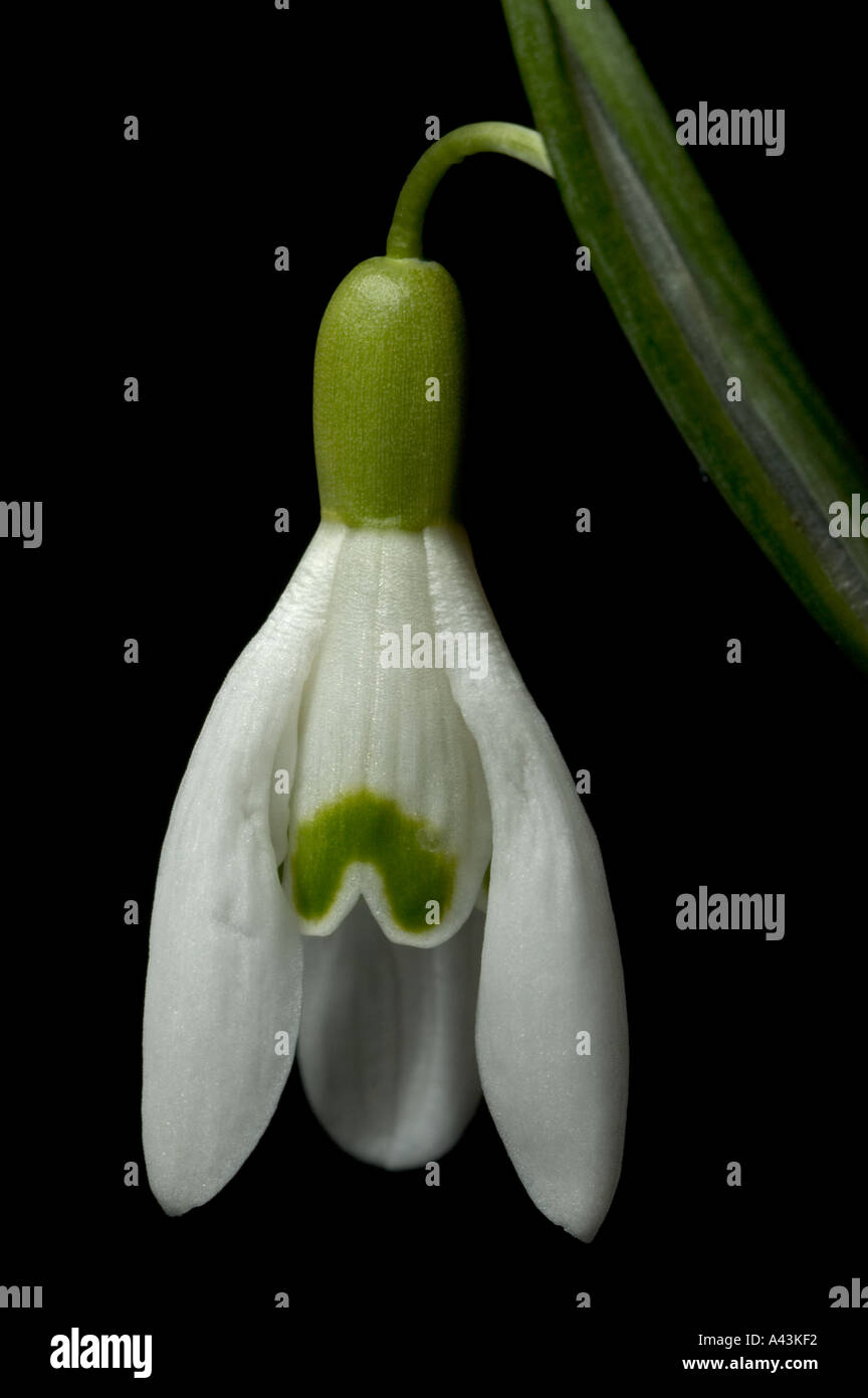 Single snowdrop close up against dark background Stock Photo - Alamy